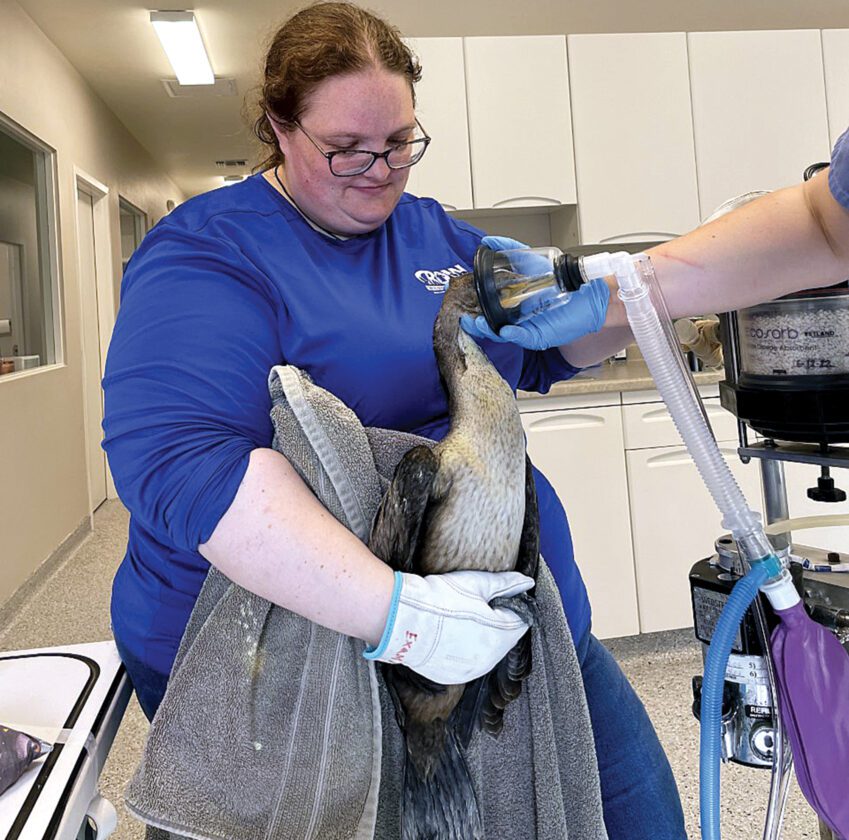 CROW finds temporary home at ARC in North Fort Myers - Cape Coral Breeze